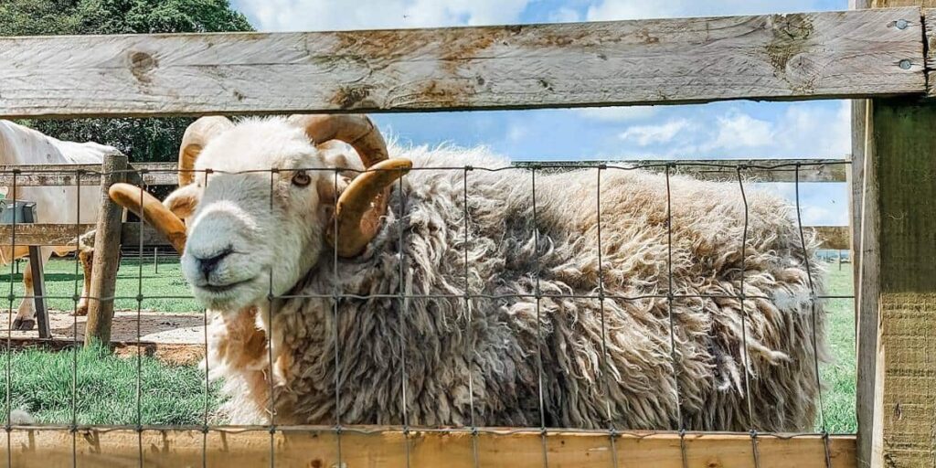 Best places to stay in the Cotswolds? Try Cotswold Farm Park for one ...