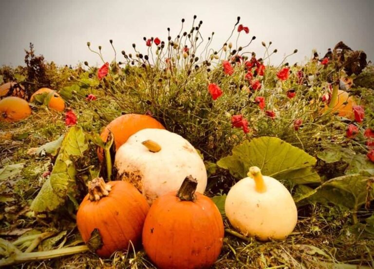 A visit to East Grange Farm Durham sunflower and pumpkins fields ...