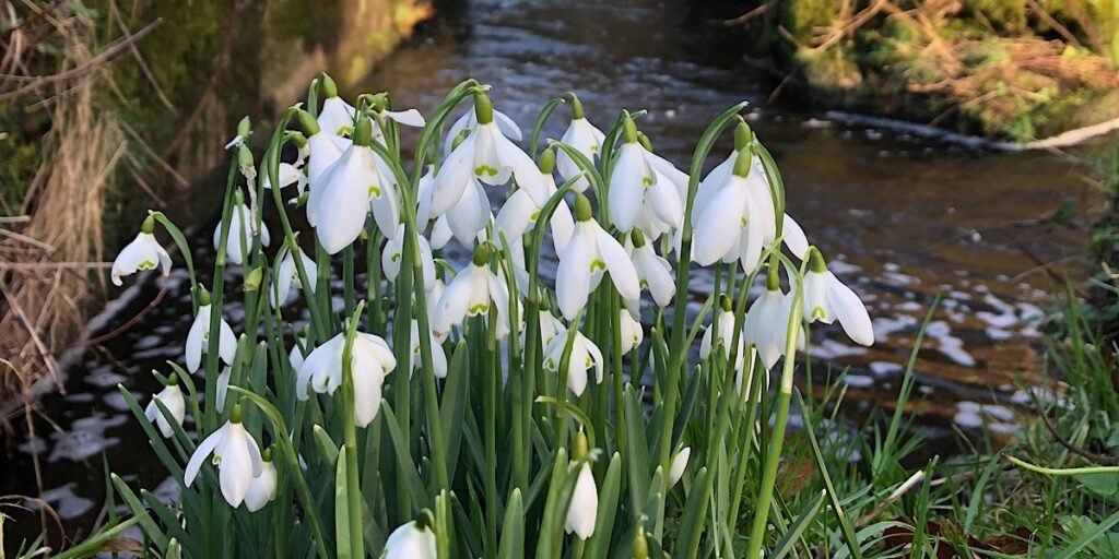 Spring Walks in Yorkshire – THE best places to spot all the Spring ...