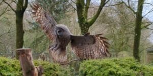 Things to do in Andover: The Hawk Conservancy - girlabouttravel.co.uk